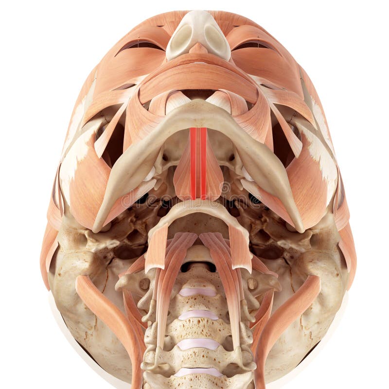 The geniohyoid stock illustration. Illustration of anatomical - 56286403