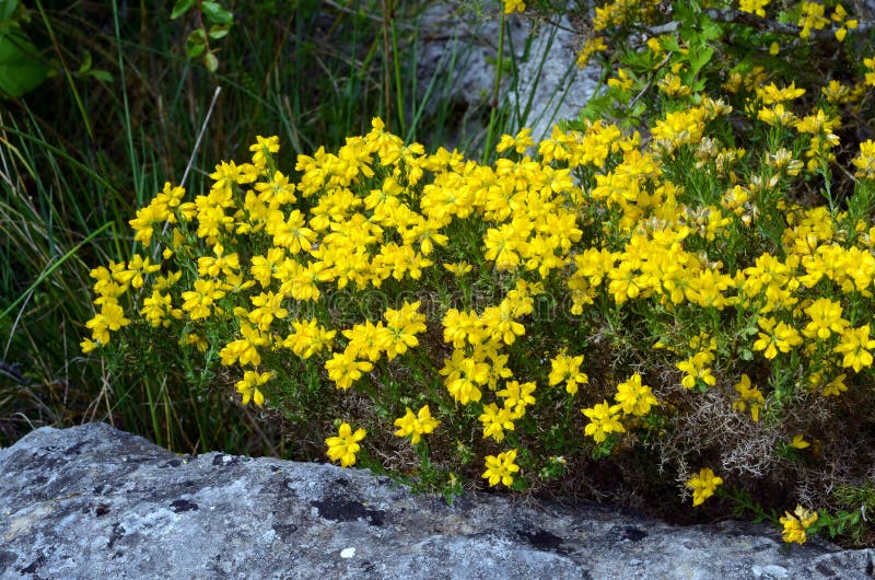 Genista (Genista Hispanica) in Flower Stock Photo - Image of flower ...