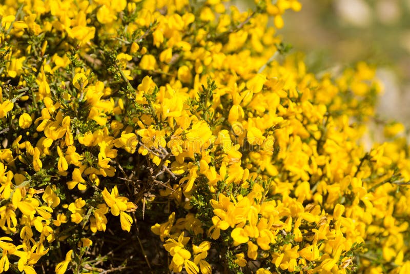 Genista stock image. Image of spring, bush, nature, flowering - 31552643