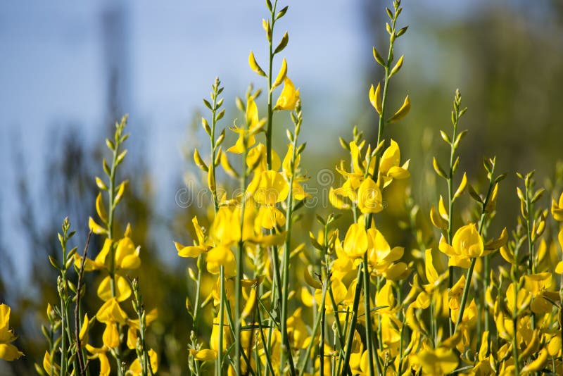 Yellow Genisteae Flowers on Sunset Stock Photo - Image of tree, bloom ...