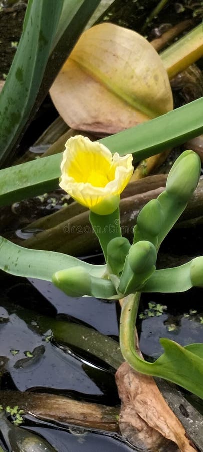 Gejer Stock Photos - Free & Royalty-Free Stock Photos from Dreamstime