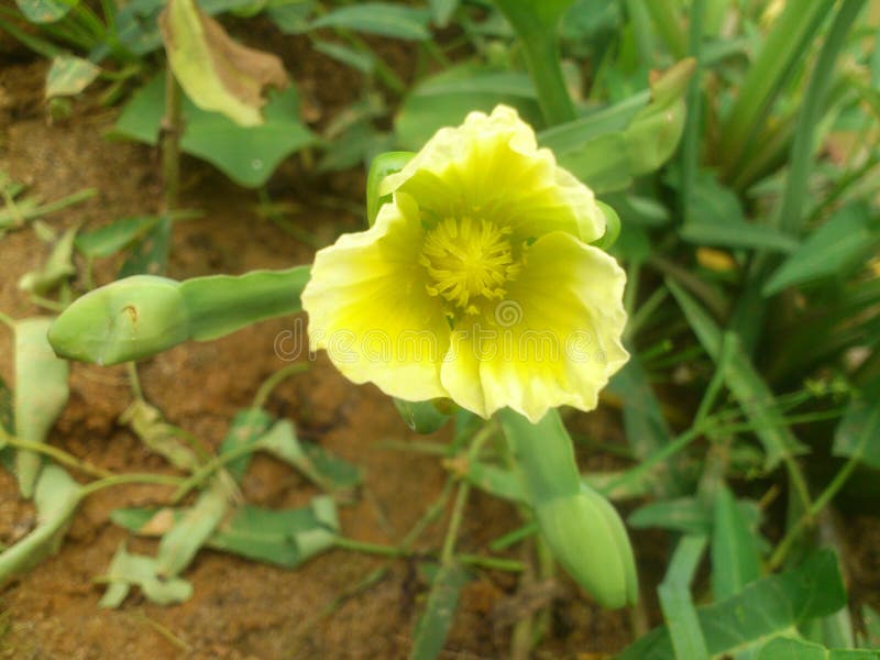 Genjer Flowers Stock Photos - Free & Royalty-Free Stock Photos from ...