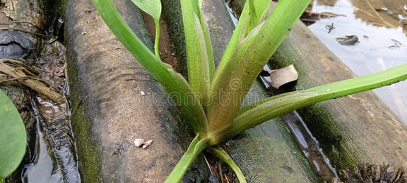Genjer that Grows between the Logs Stock Image - Image of flower, grows ...