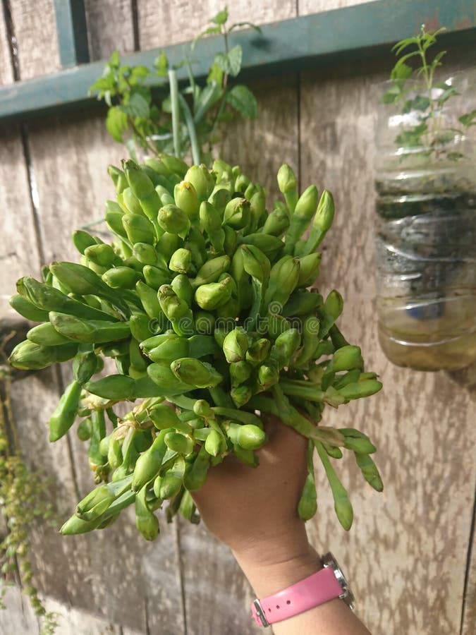 Genjer : Some Unique Vegetable from Indonesia Stock Image - Image of ...