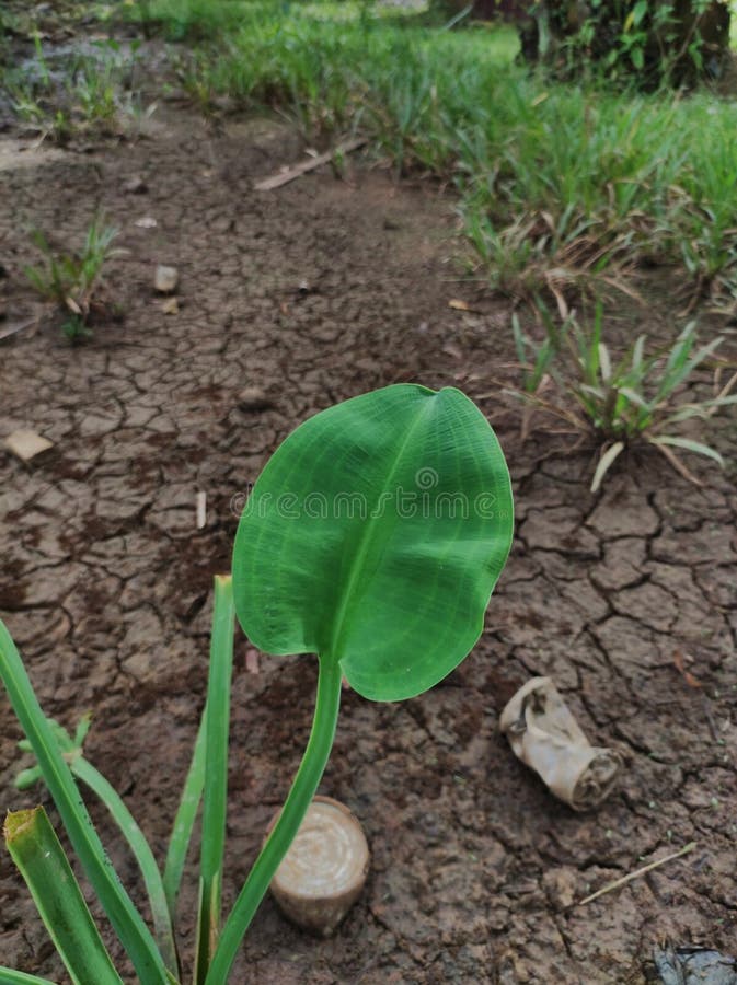 Genjer vegetable plant stock photo. Image of woodland - 265674704