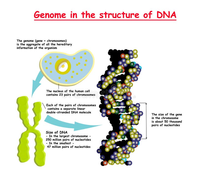 Genome 3D in the Structure of DNA. Genome Sequence Stock Illustration ...