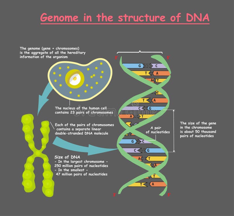 Genome in the Structure of DNA. Genome Sequence Stock Illustration ...