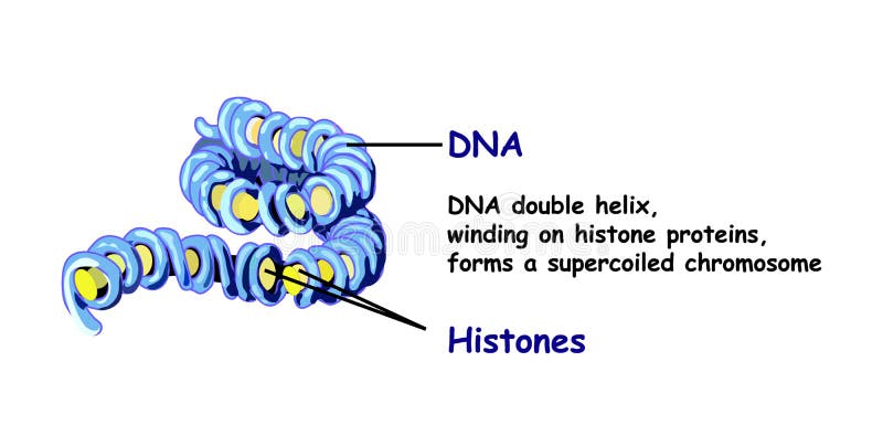 DNA Structure Double Helix Colore on White Background. Nucleotide ...
