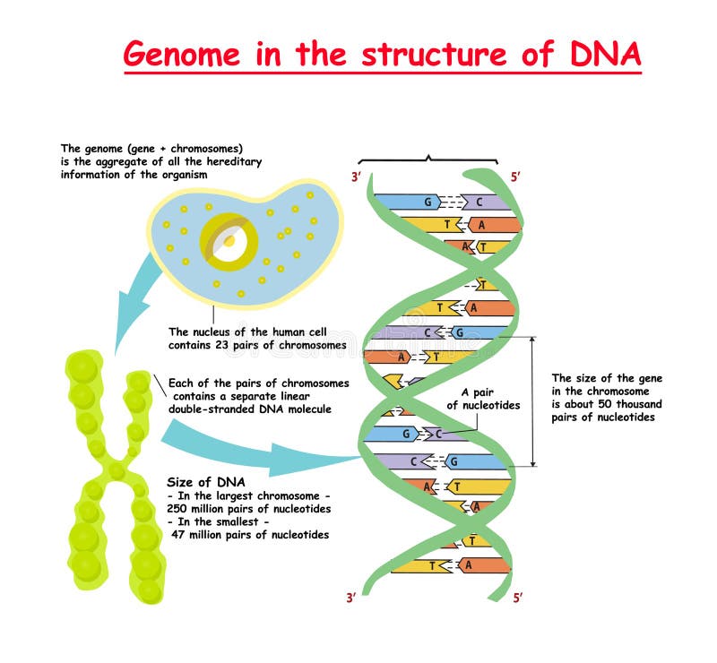 Genome in the Structure of DNA. Genome Sequence Stock Illustration ...