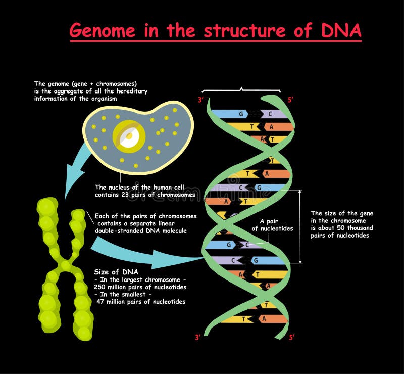 Genome in the Structure of DNA. Genome Sequence Stock Illustration ...