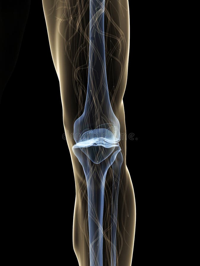 Genou humain illustration stock. Illustration du squelettique - 7725524