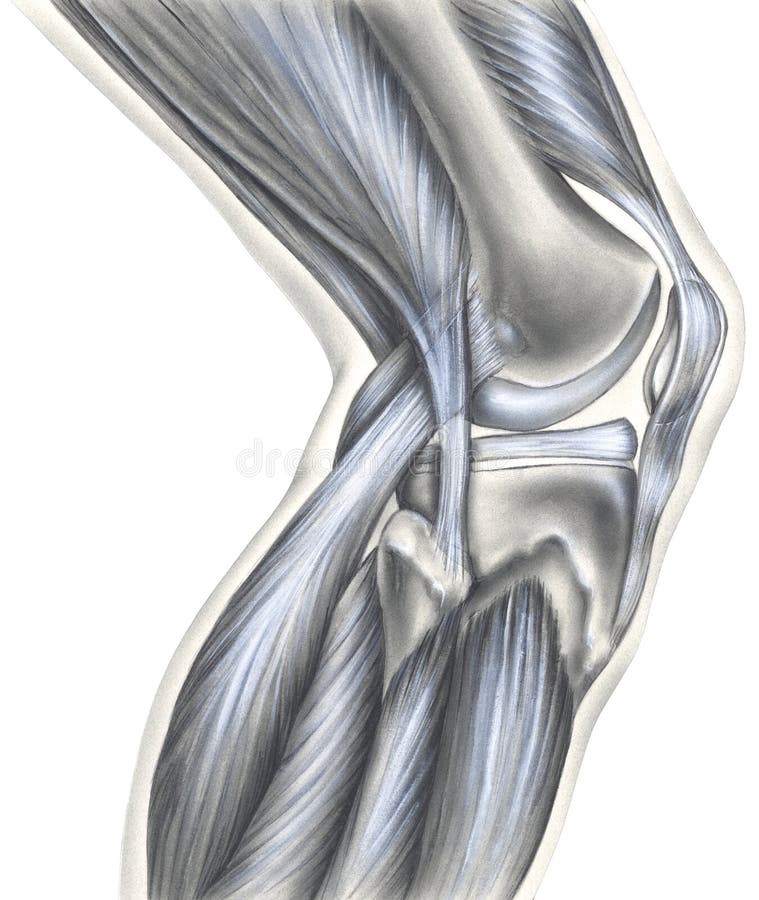 Genou - Os, Ligaments Et Muscles Illustration Stock - Illustration du ...