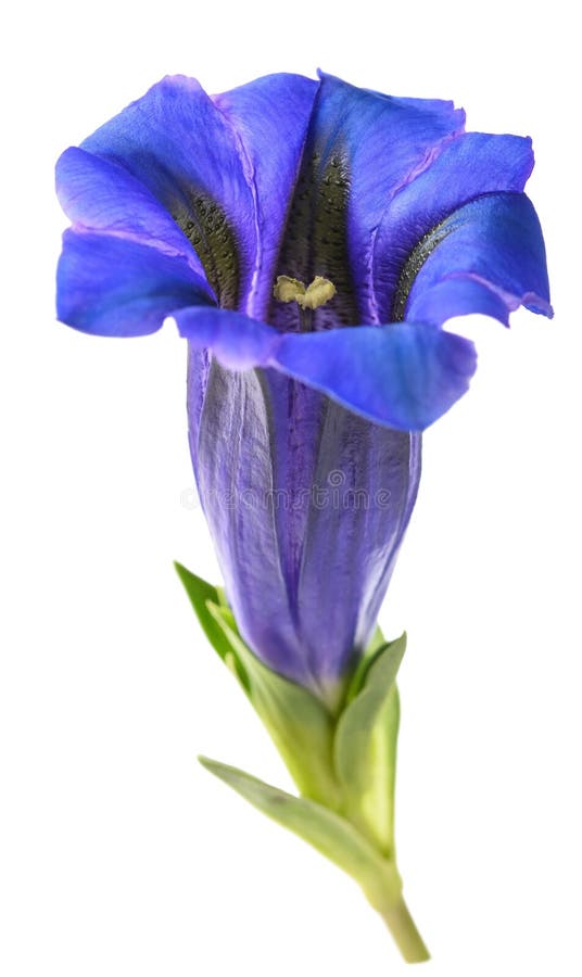 Gentian flower stock image. Image of short, koch, herb - 371878491
