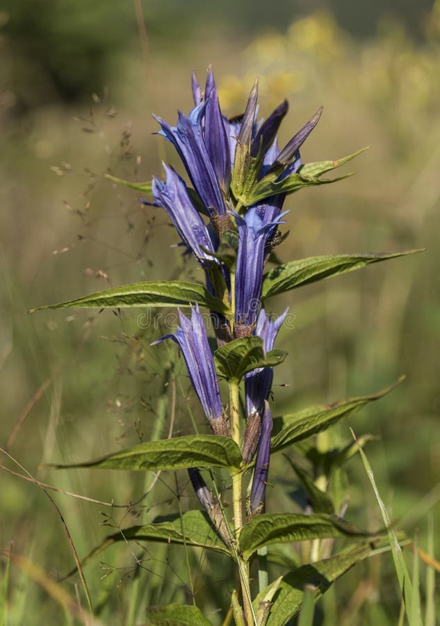 Gentian Flower in Krkonose Mountains Stock Image - Image of green ...