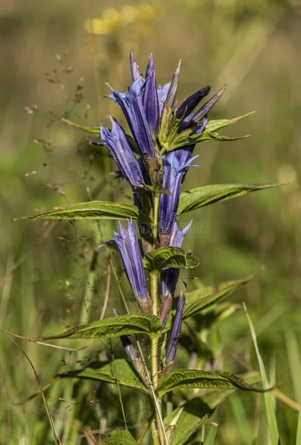 Gentian Flower in Krkonose Mountains Stock Image - Image of green ...