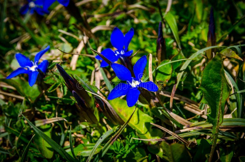 Gentian flower stock image. Image of alpine, alps, botany - 98961453