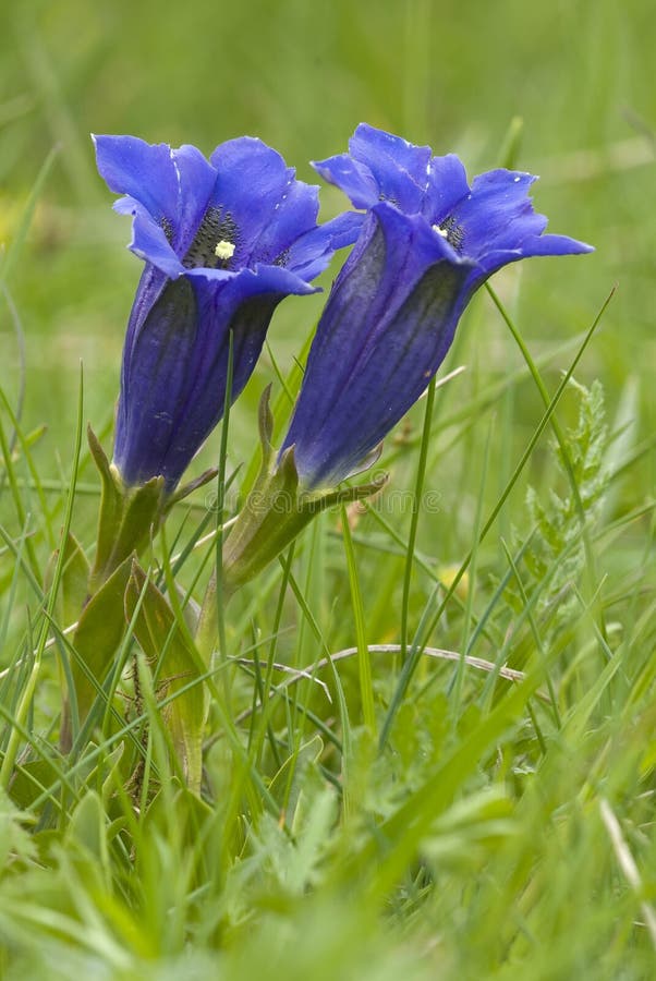 Gentian flowers stock photo. Image of green, ecology - 13808072