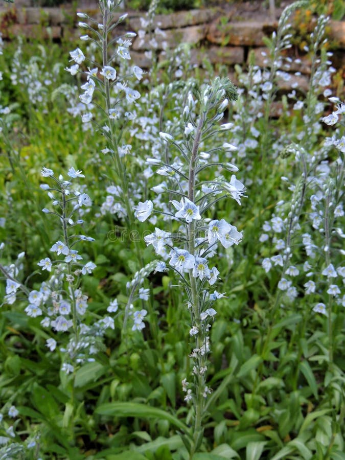 Gentian Speedwell in Spring during Flowering Stock Image - Image of ...