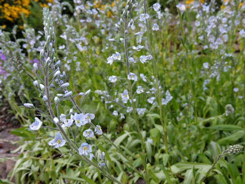 Gentian Speedwell in Spring during Flowering Stock Photo - Image of ...