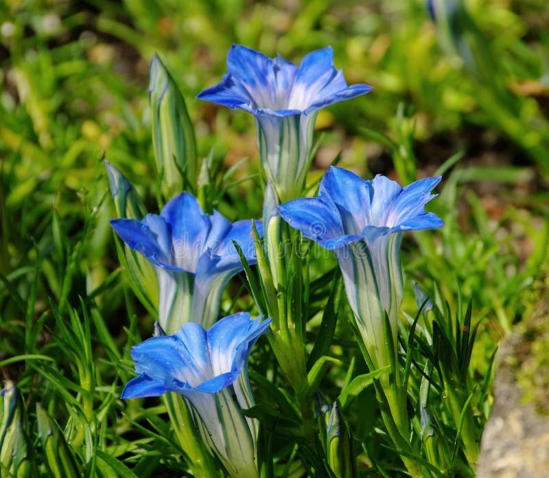 Gentiana flower stock photo. Image of blue, macro, growth - 39420914