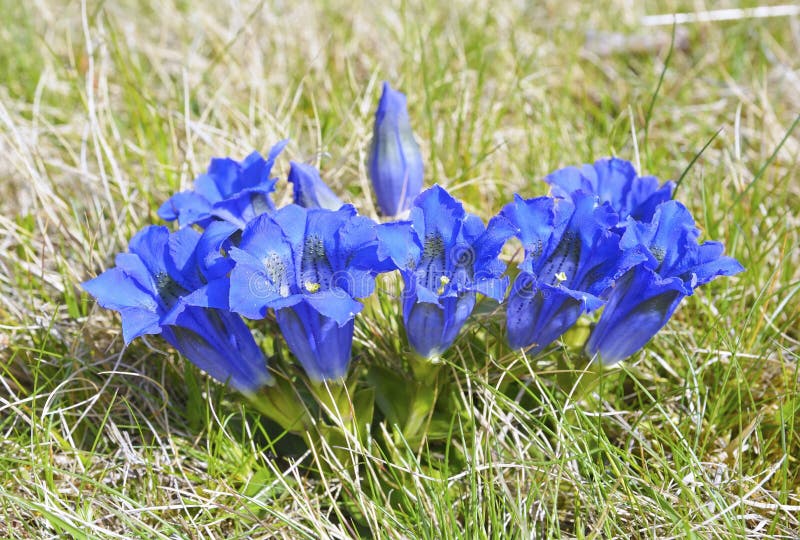 Gentiana alpina stock image. Image of ecology, field - 40273509