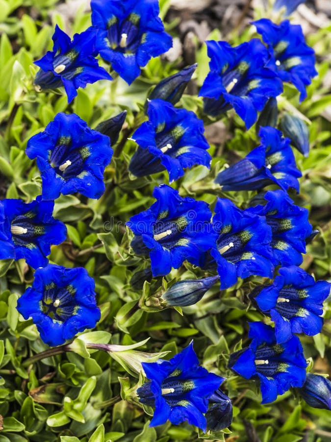 Gentiane - Beaucoup De Fleurs De Bleu Image stock - Image du nature ...