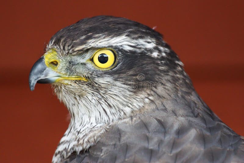 Gentilis Del Azor/del Accipiter Imagen de archivo - Imagen de chapucero ...