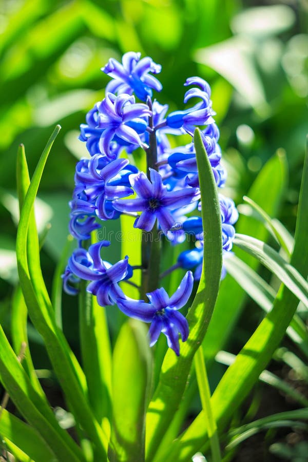 Gentle Blue Crocus, Flower Bed Crocus, Spring Flowers Stock Image ...