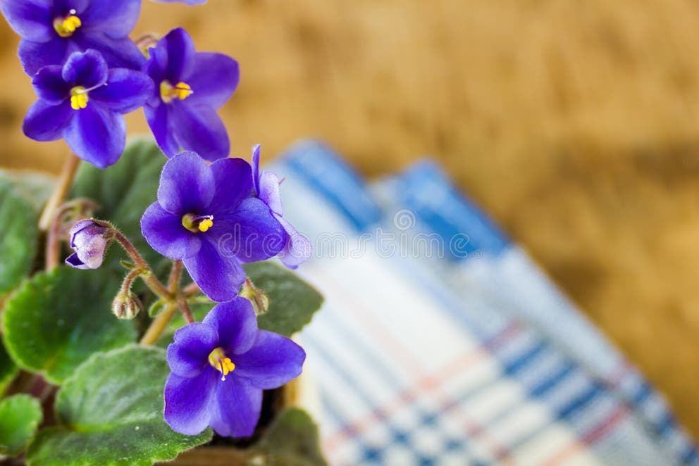 Gentle blue violets stock image. Image of beauty, pastel - 69846693