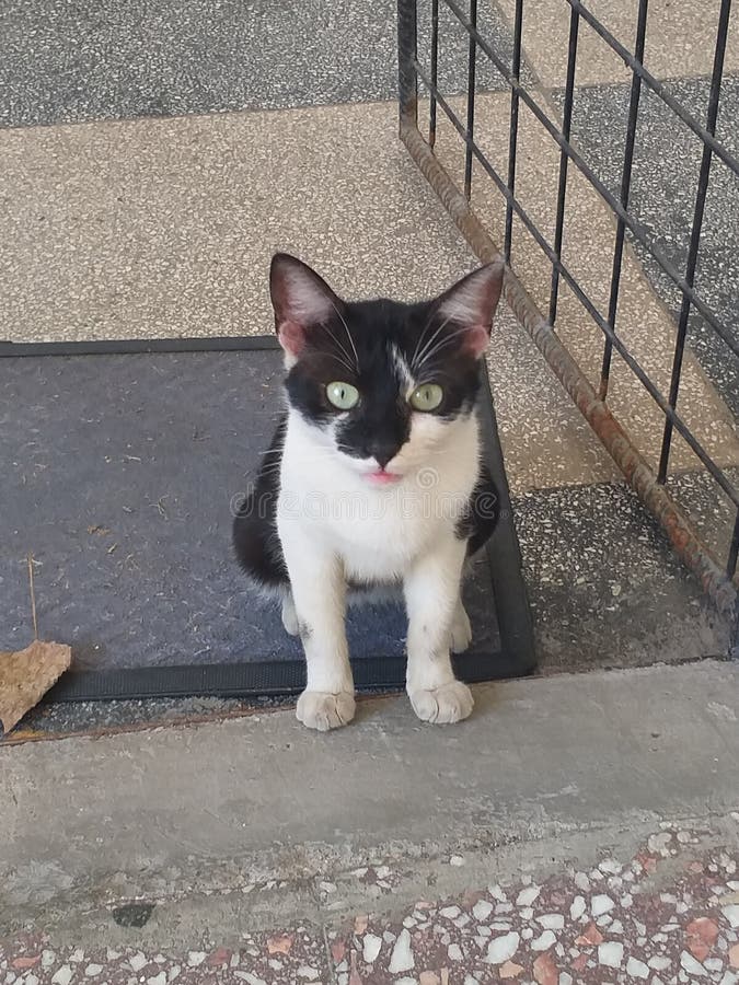 Cat Gone Walk Stock Photos - Free & Royalty-Free Stock Photos from ...