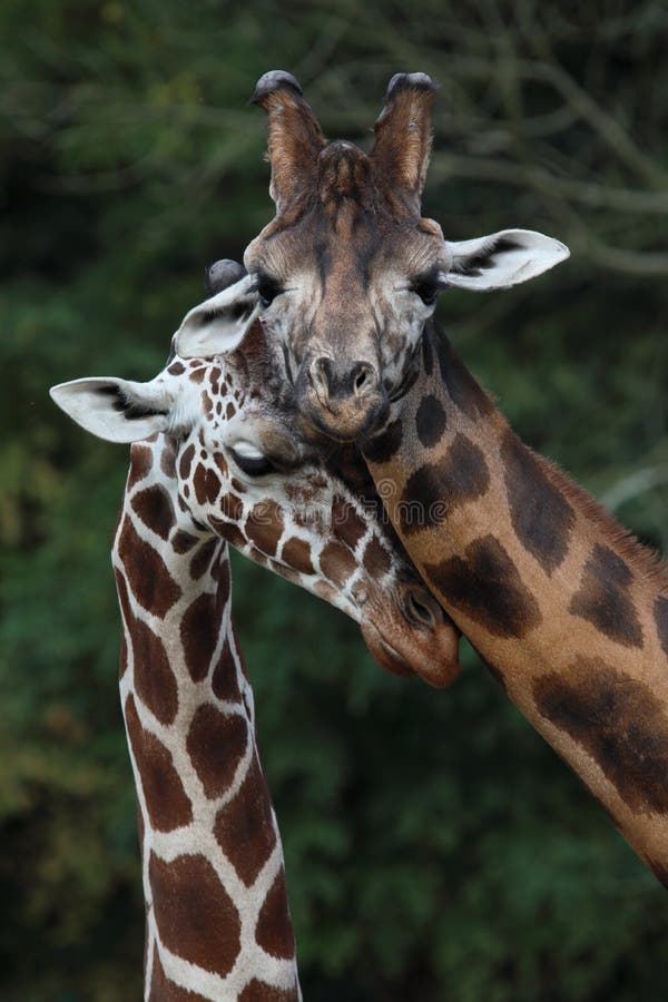 Koala stock image. Image of australia, soft, gentle, nice - 19492701