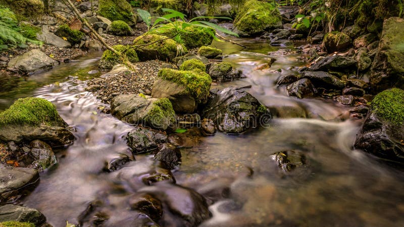 Gentle Creek in a Forest stock image. Image of environment - 78029349