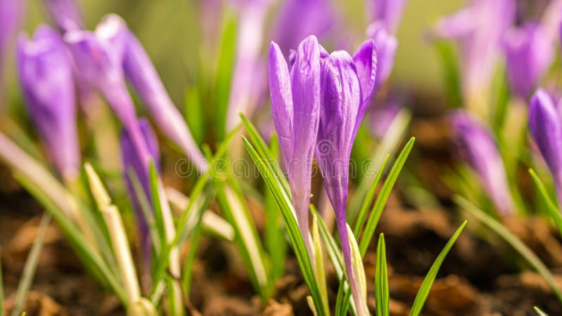 Gentle Crocus Flowers Blossom with Morning Dew Drops in Spring Time ...