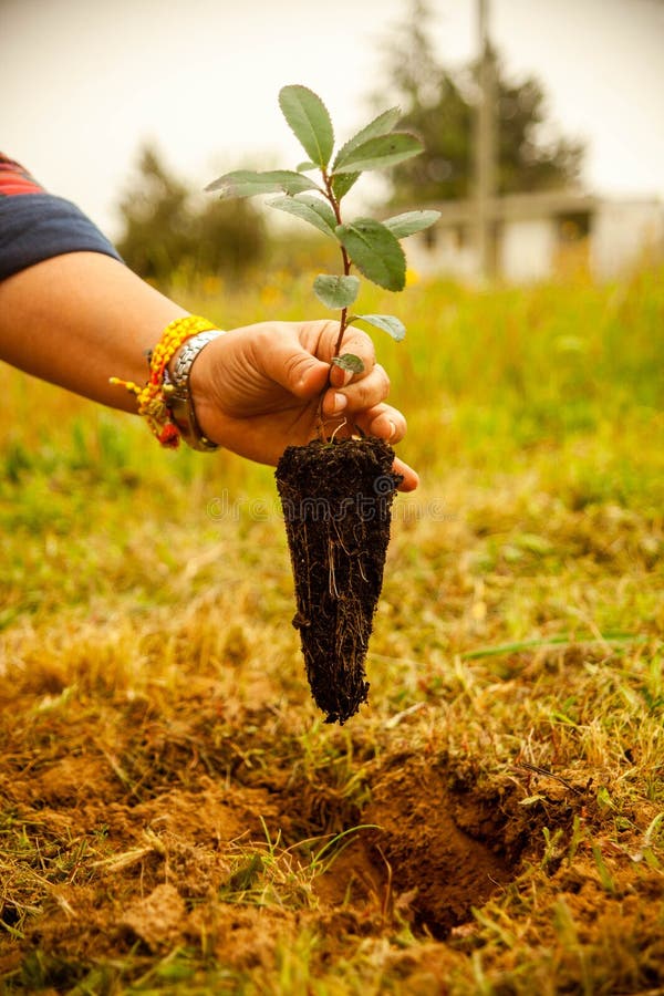 Gentle Female Hand Holding a Small Tree, Ready To Be Planted in the ... Gentle Female Hand Holding a Small Tree, Ready To Be Planted in the ...