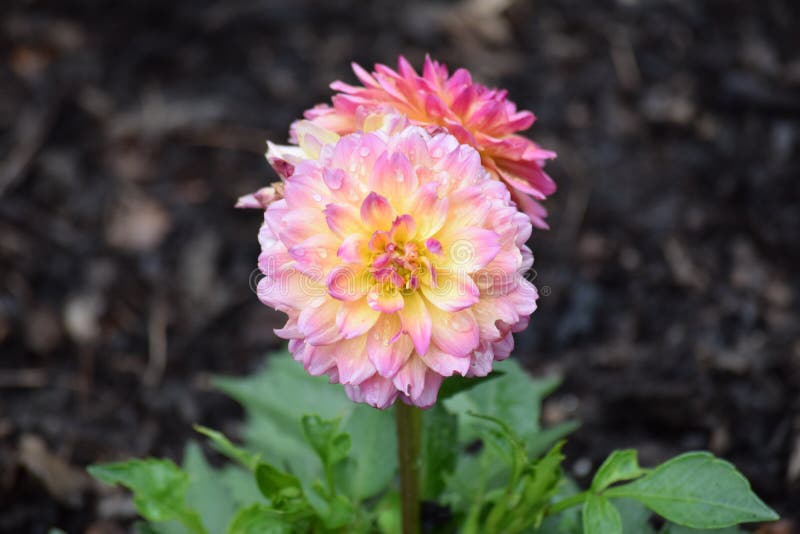 Gentle flower stock image. Image of pink, river, leaves - 56000197
