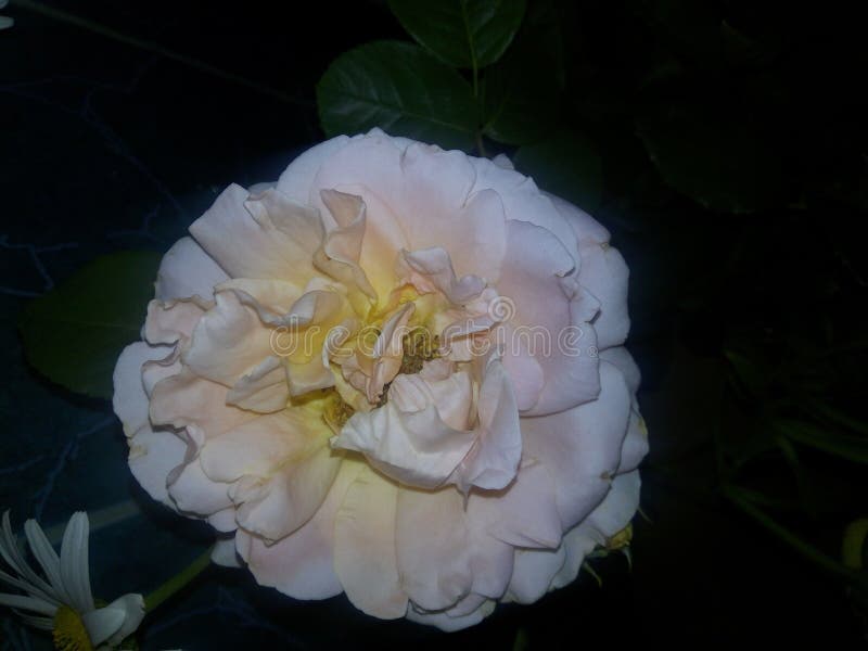 Gentle flower from bouquet stock image. Image of flower - 97429277