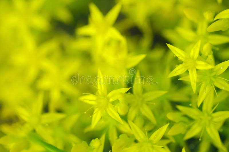 Gentle Flower Green Background Stock Photo - Image of closeup ...