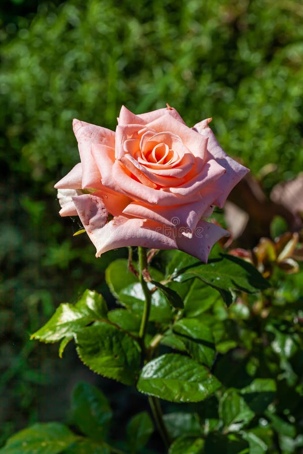 Gentle Flower of the Rose in Grass Close-up Stock Photo - Image of ...