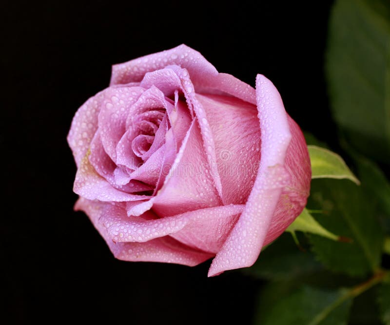 Gentle rose flower stock image. Image of background, nature - 89603033