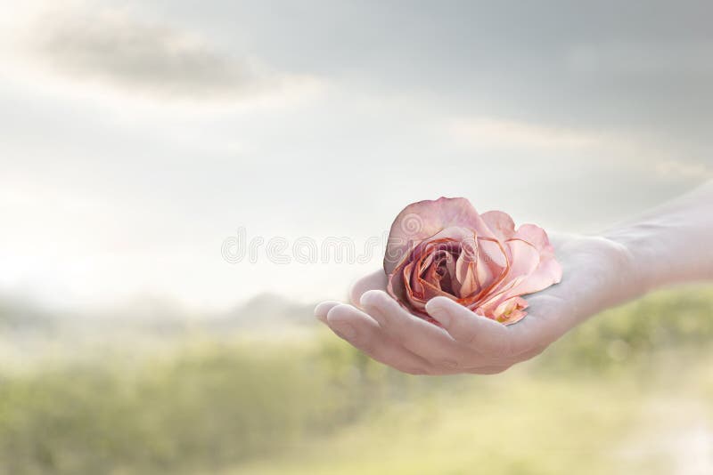 Gentle Gesture of a Hand Giving a Rose, Abstract Concept Stock Photo ...