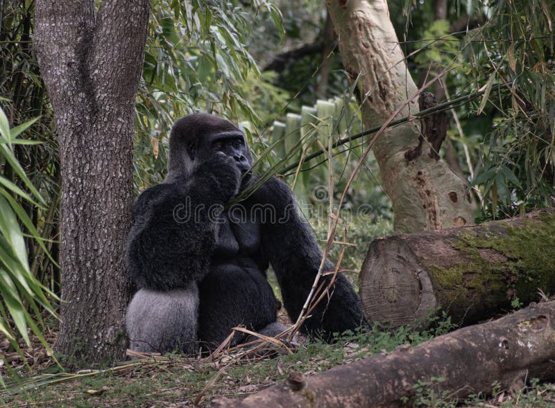 The Gentle Giant stock image. Image of monkey, forest - 350224653
