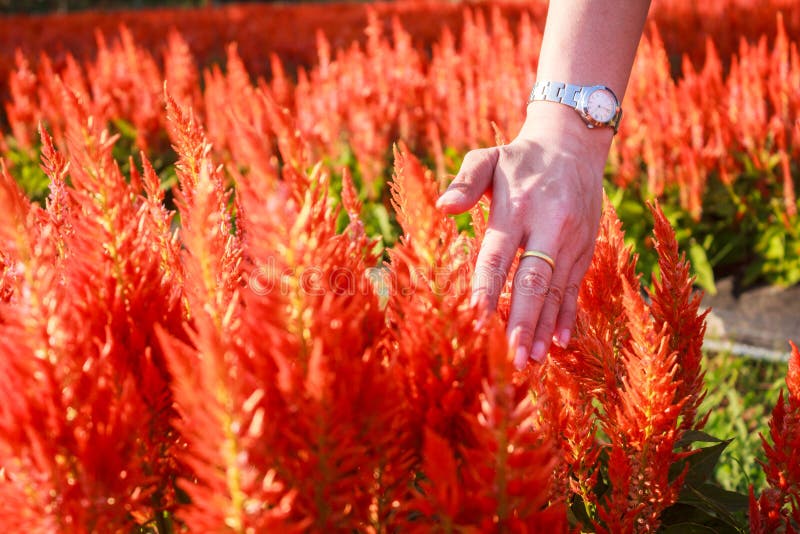 The gentle stock photo. Image of flora, argentea, blossom - 87341830