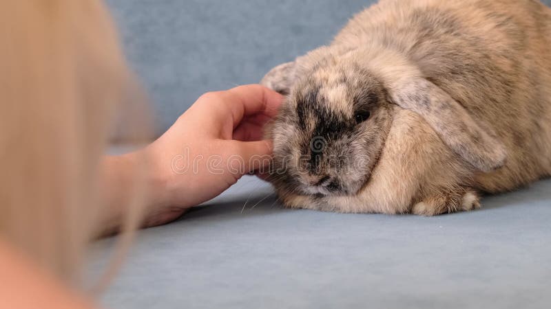 A Gentle Hand Pets a Calm Rabbit Lying Down on a Soft Surface, Showing ...