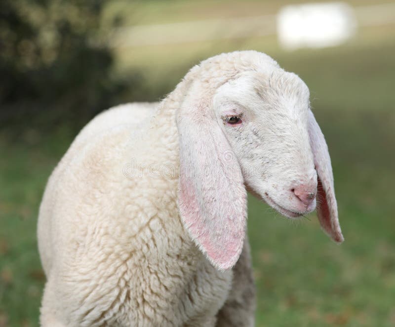 Gentle Lamb with Long Ears and Soft Woolly Fleece Stock Image - Image ...