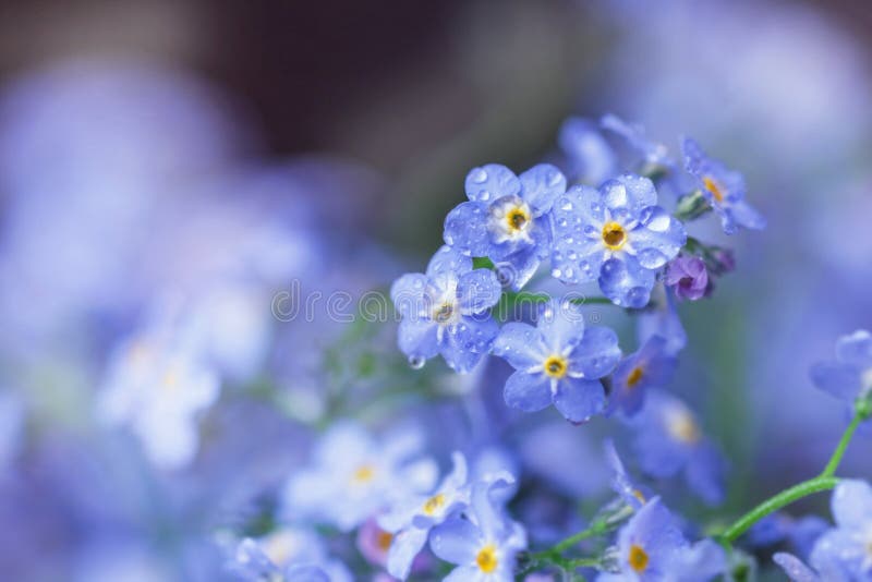 Gentle Light Blue Forget-me-nots in Raindrops Stock Photo - Image of ...