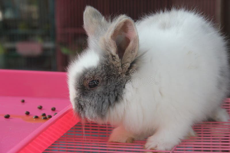 Gentle and lovely Rabbit stock image. Image of sale, rabbit - 53429563