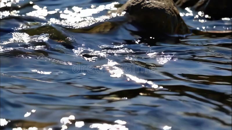 A Gentle Moment Echoed in Every Ripple and Reflection Stock Video ...