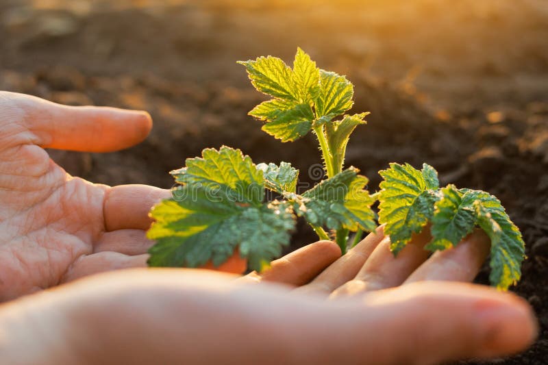 A Gentle Pair of Hands Cups Around a Small Raspberry Bush Emerging from ...