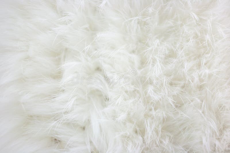 Gentle Pattern from the White Tips of a Fluffy Long-haired Fur. Stock ...