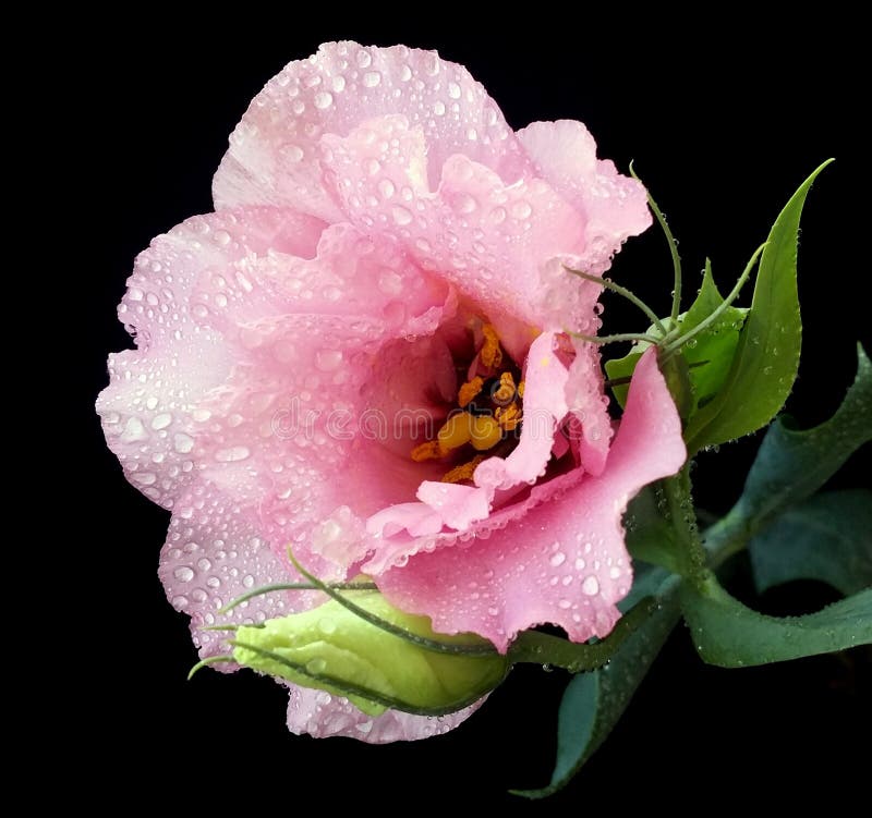 Gentle pink flower stock image. Image of gentle, close - 97707491